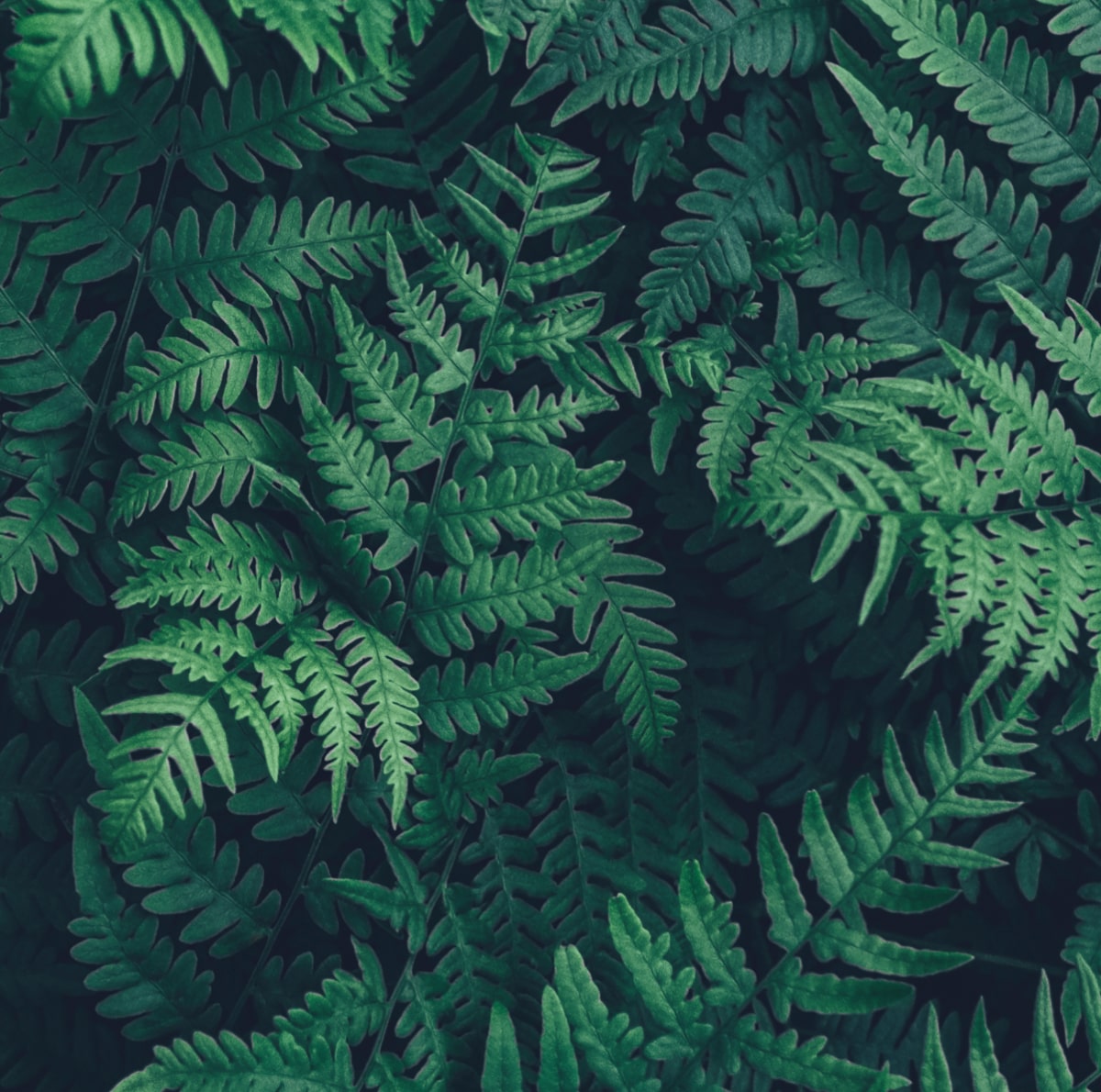 Washington Credit Union | Loans | Savings Accounts | Gesa